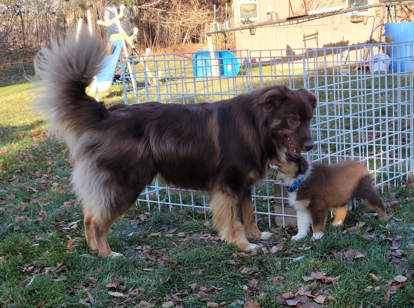 Mini & Toy Aussies with TAILS!! - RL Valley Ranch Aussies