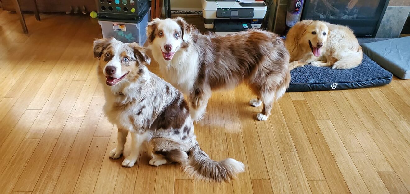 Mini & Toy Aussies with TAILS!! - RL Valley Ranch Aussies