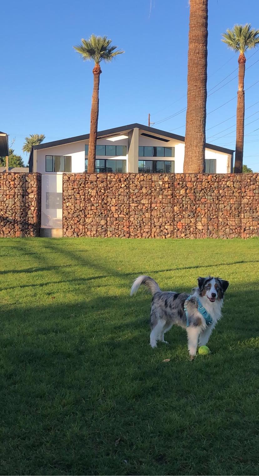 Mini & Toy Aussies with TAILS!! - RL Valley Ranch Aussies