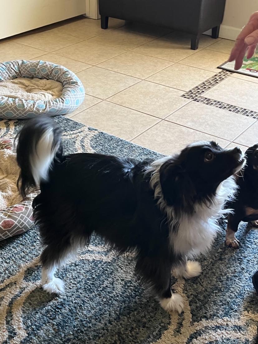 Mini & Toy Aussies with TAILS!! - RL Valley Ranch Aussies