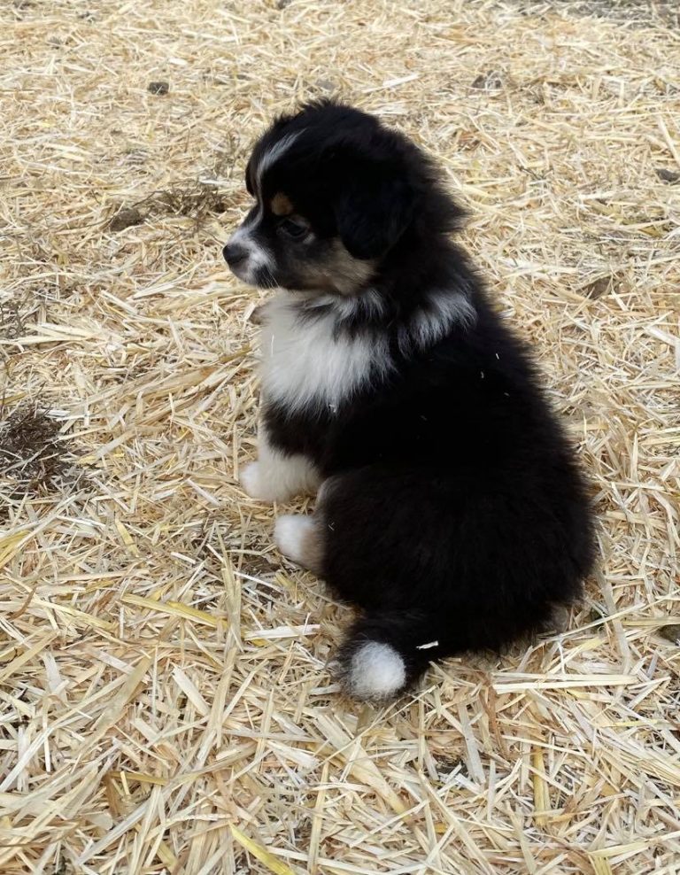 Mini & Toy Aussies with TAILS!! - RL Valley Ranch Aussies
