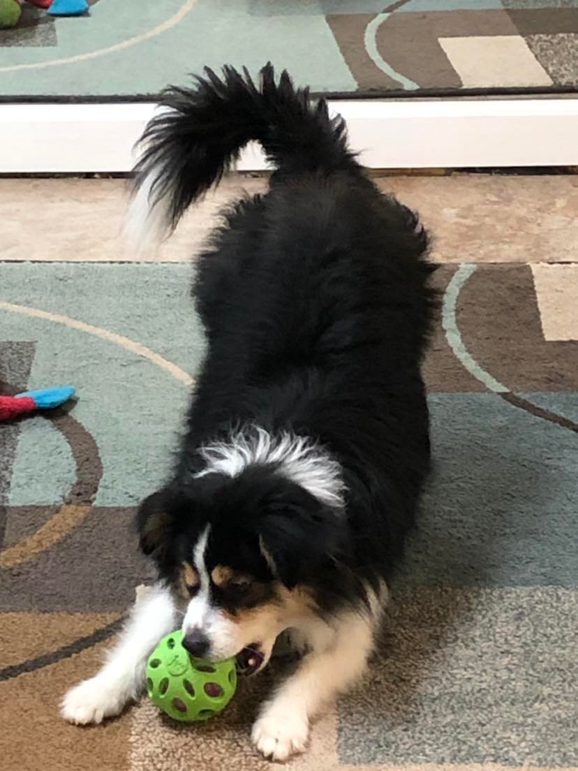 Mini & Toy Aussies with TAILS!! - RL Valley Ranch Aussies