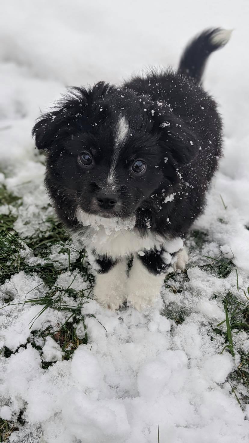 Mini & Toy Aussies with TAILS!! - RL Valley Ranch Aussies