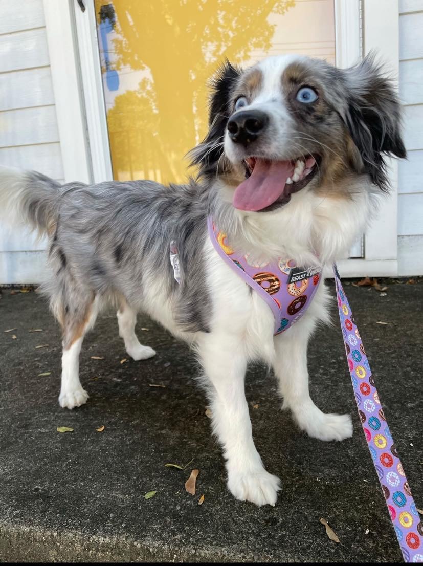 Mini & Toy Aussies with TAILS!! - RL Valley Ranch Aussies