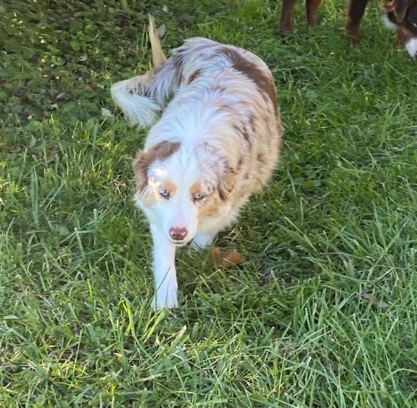 Mini & Toy Aussies with TAILS!! - RL Valley Ranch Aussies