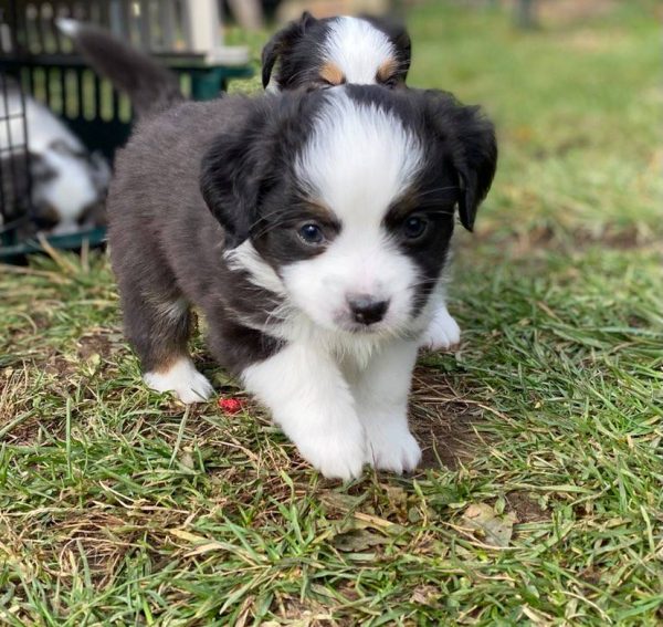 Mini & Toy Aussies with TAILS!! - RL Valley Ranch Aussies