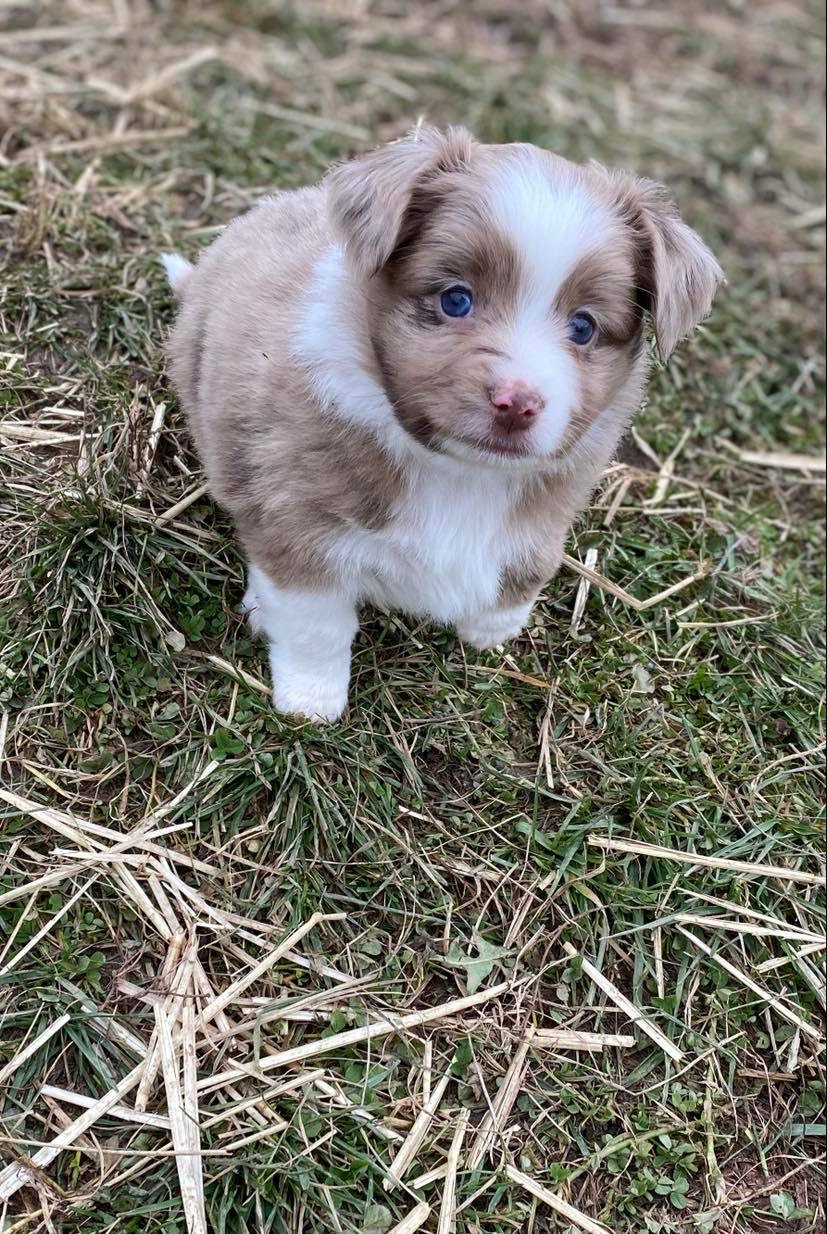 Mini & Toy Aussies with TAILS!! - RL Valley Ranch Aussies
