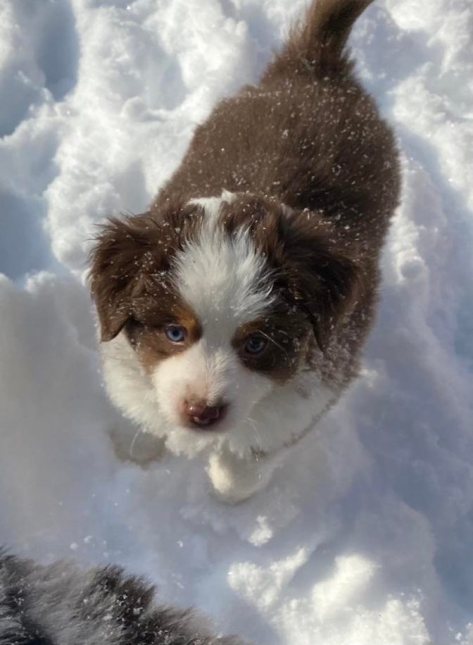 Mini & Toy Aussies with TAILS!! - RL Valley Ranch Aussies