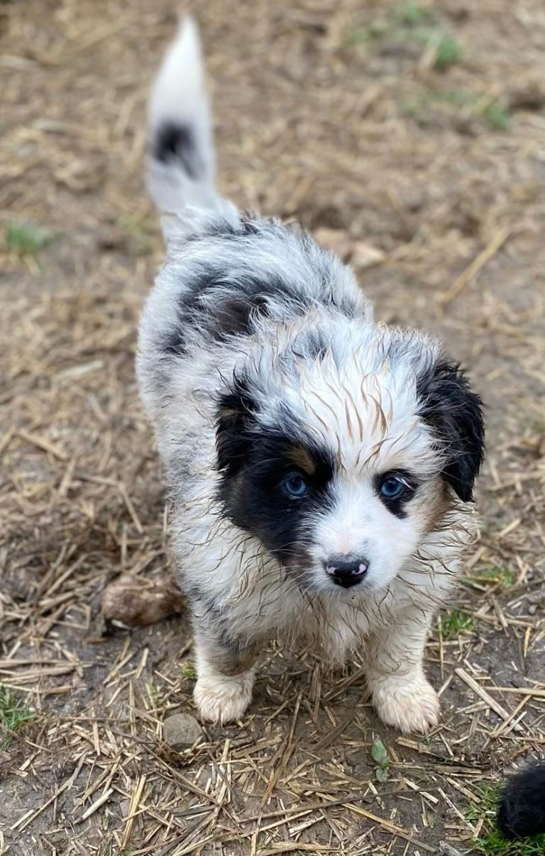 Mini & Toy Aussies with TAILS!! - RL Valley Ranch Aussies