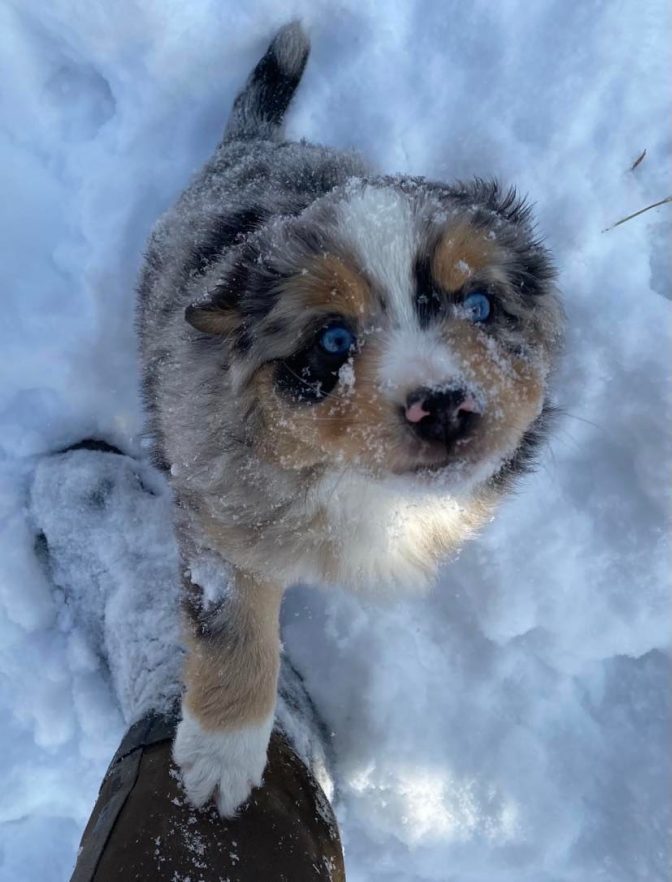 Mini & Toy Aussies with TAILS!! - RL Valley Ranch Aussies
