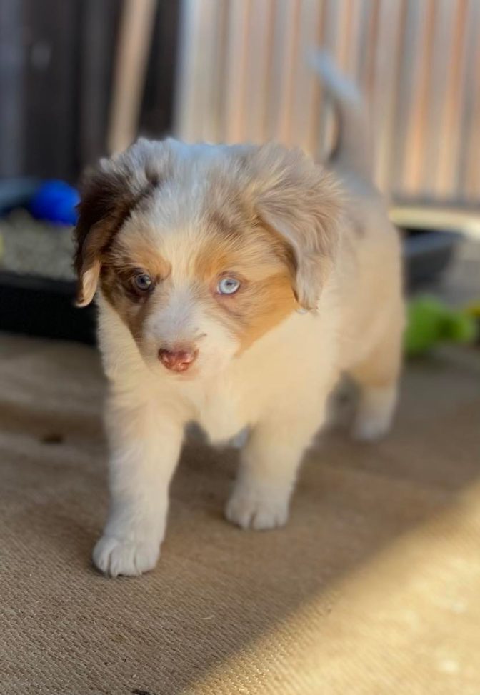 Mini Aussie RL Valley Ranch Aussies Ohio Australian Shepherds
