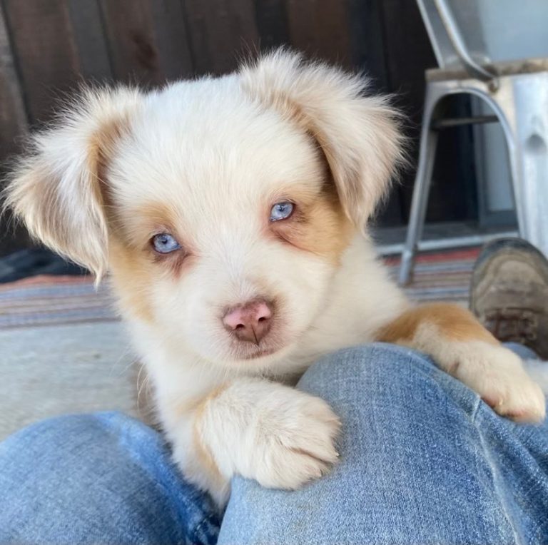 Mini Aussie RL Valley Ranch Aussies Ohio Australian Shepherds