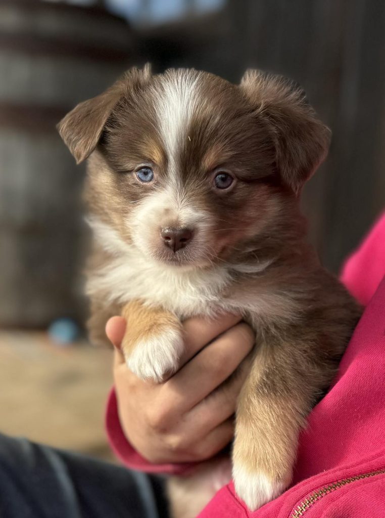 Mini Aussie RL Valley Ranch Aussies Ohio Australian Shepherds