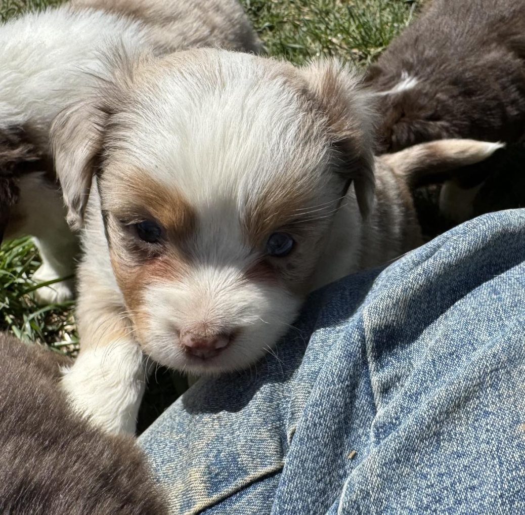 Ellie & Enzo BORN March 3!!!! - RL Valley Ranch Aussies