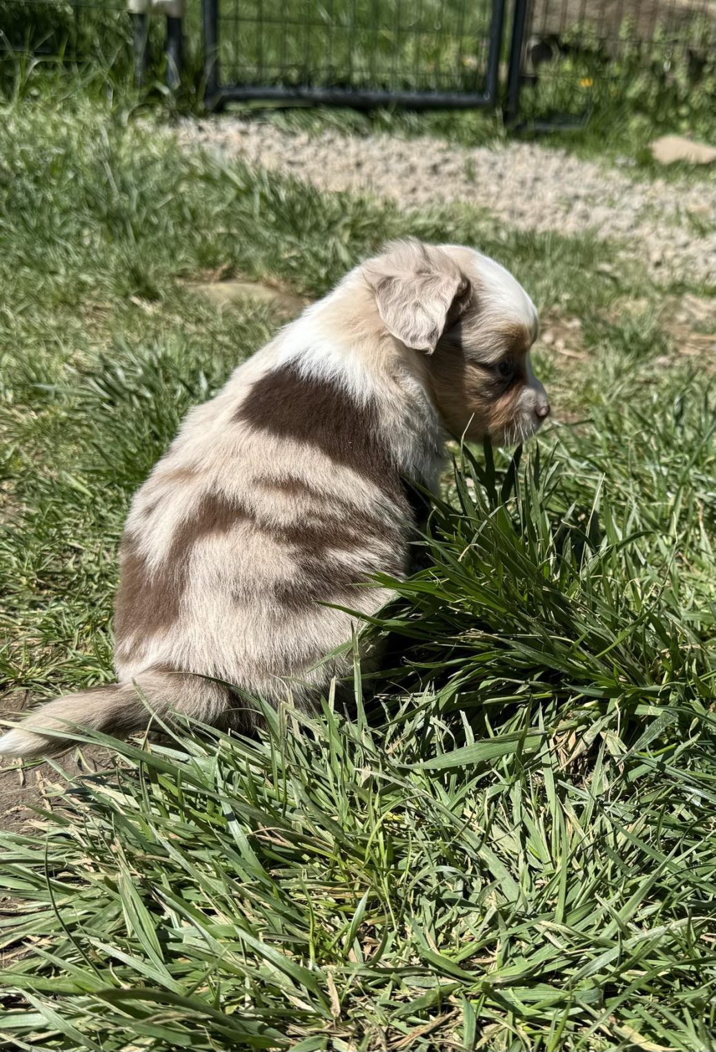 Ellie & Enzo BORN March 3!!!! - RL Valley Ranch Aussies