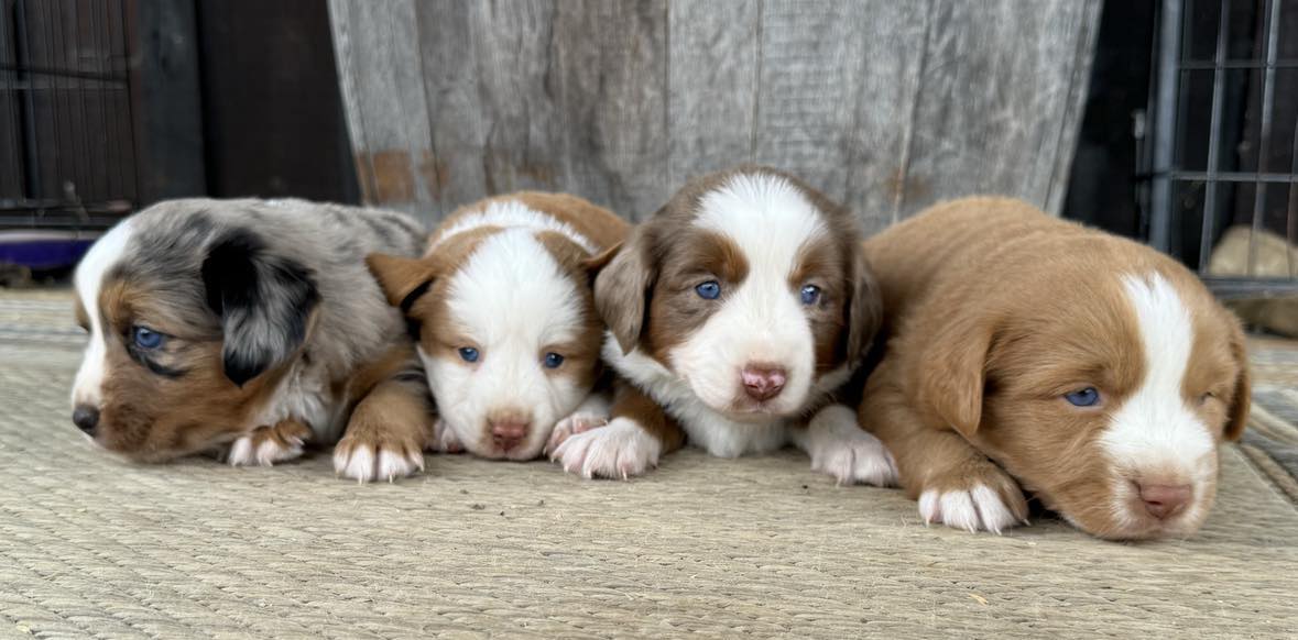 Mini Aussie RL Valley Ranch Aussies Ohio Australian Shepherds