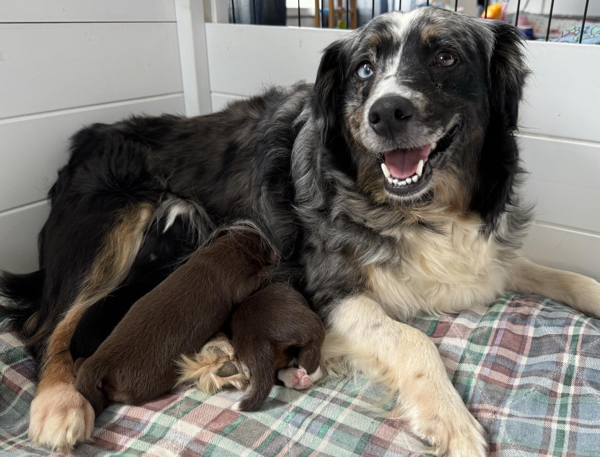 Mini Aussie RL Valley Ranch Aussies Ohio Australian Shepherds