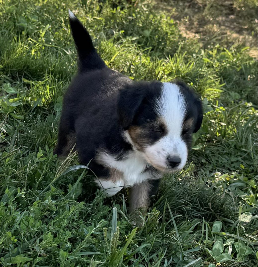 Willow & Rip BORN Aug 2!!! - RL Valley Ranch Aussies