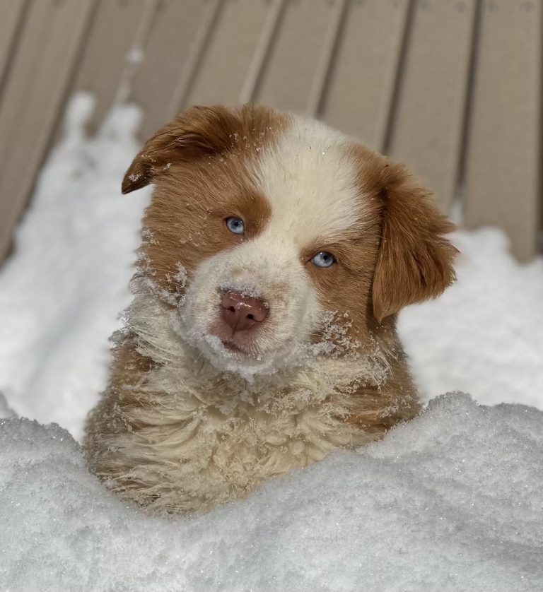 Mini Aussie RL Valley Ranch Aussies Ohio Australian Shepherds