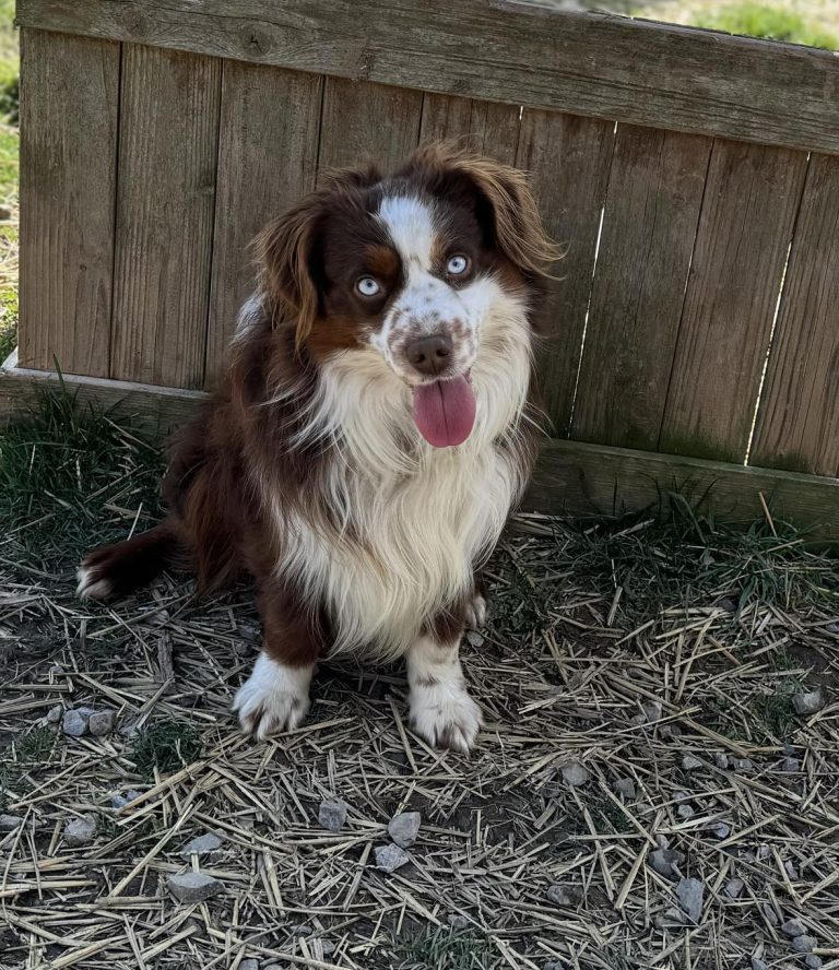 Miniature Australian Shepherd Coat Colors - RL Valley Ranch Aussies