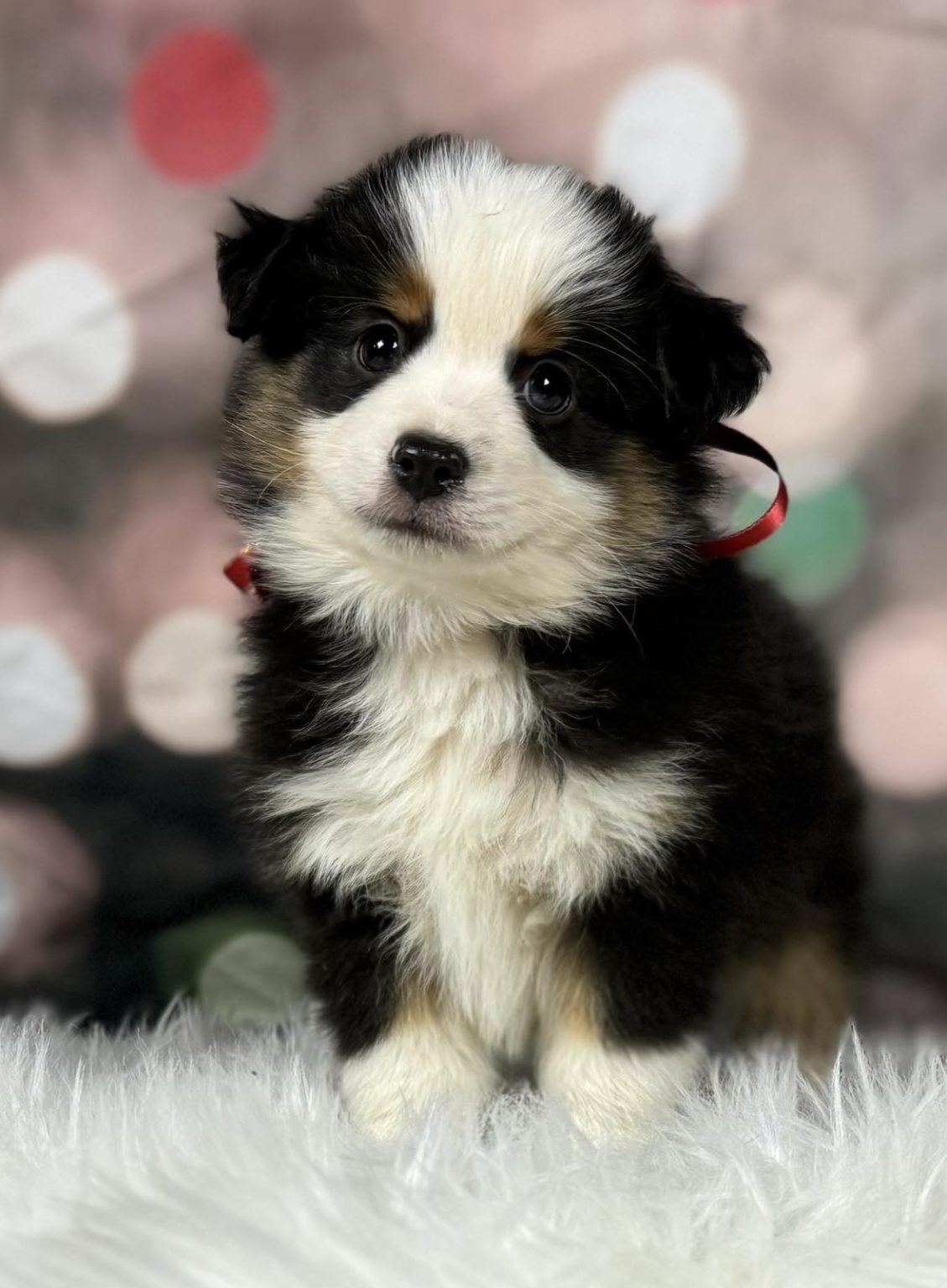 Mini Aussie RL Valley Ranch Aussies Ohio Australian Shepherds