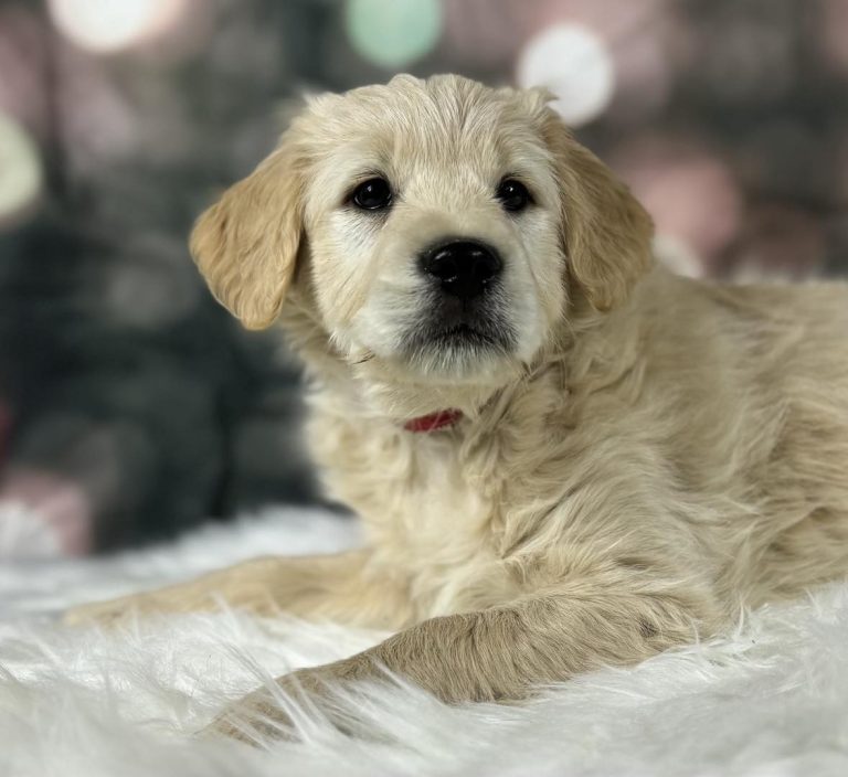 Mini Golden Retriever Archives - RL Valley Ranch Aussies