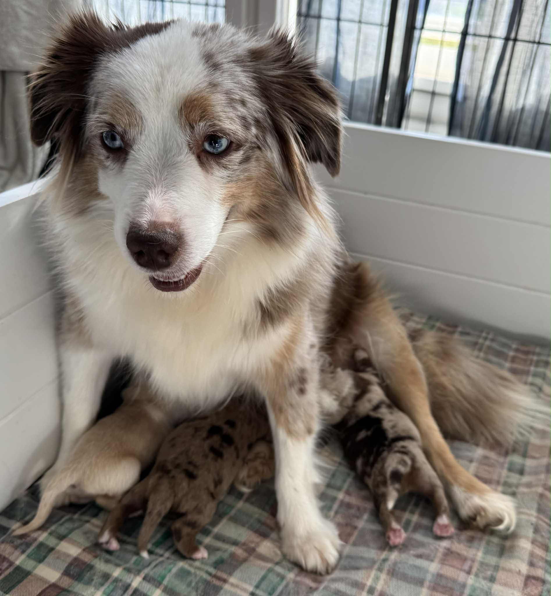 Mini Aussie RL Valley Ranch Aussies Ohio Australian Shepherds