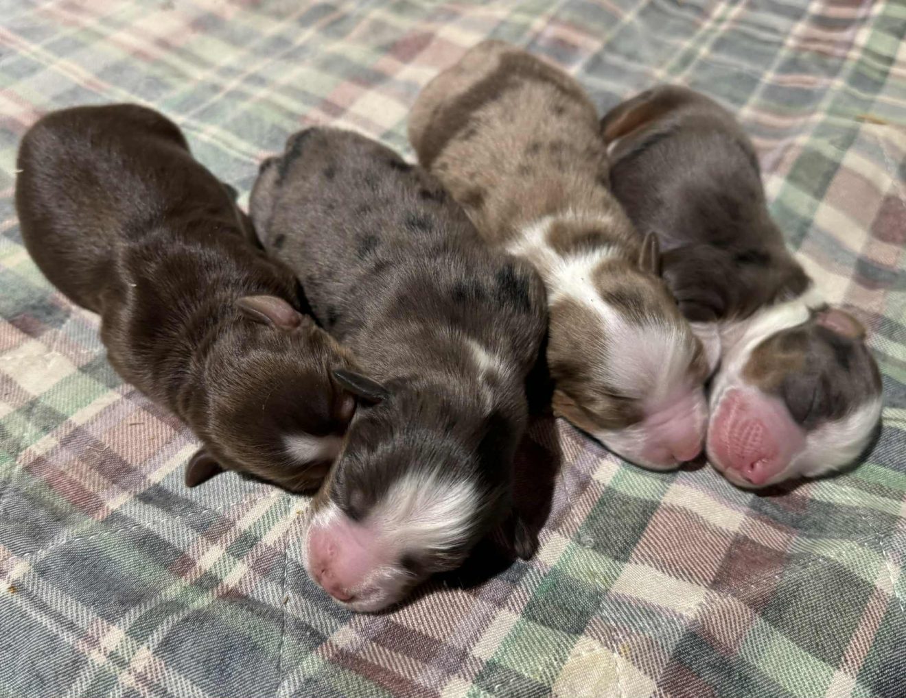 Mini Aussie RL Valley Ranch Aussies Ohio Australian Shepherds